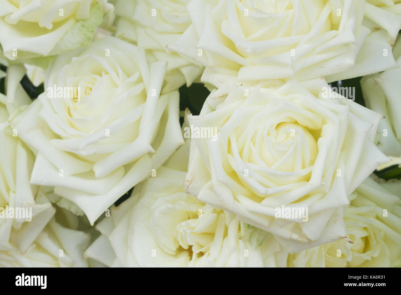 White blooming roses Stock Photo - Alamy