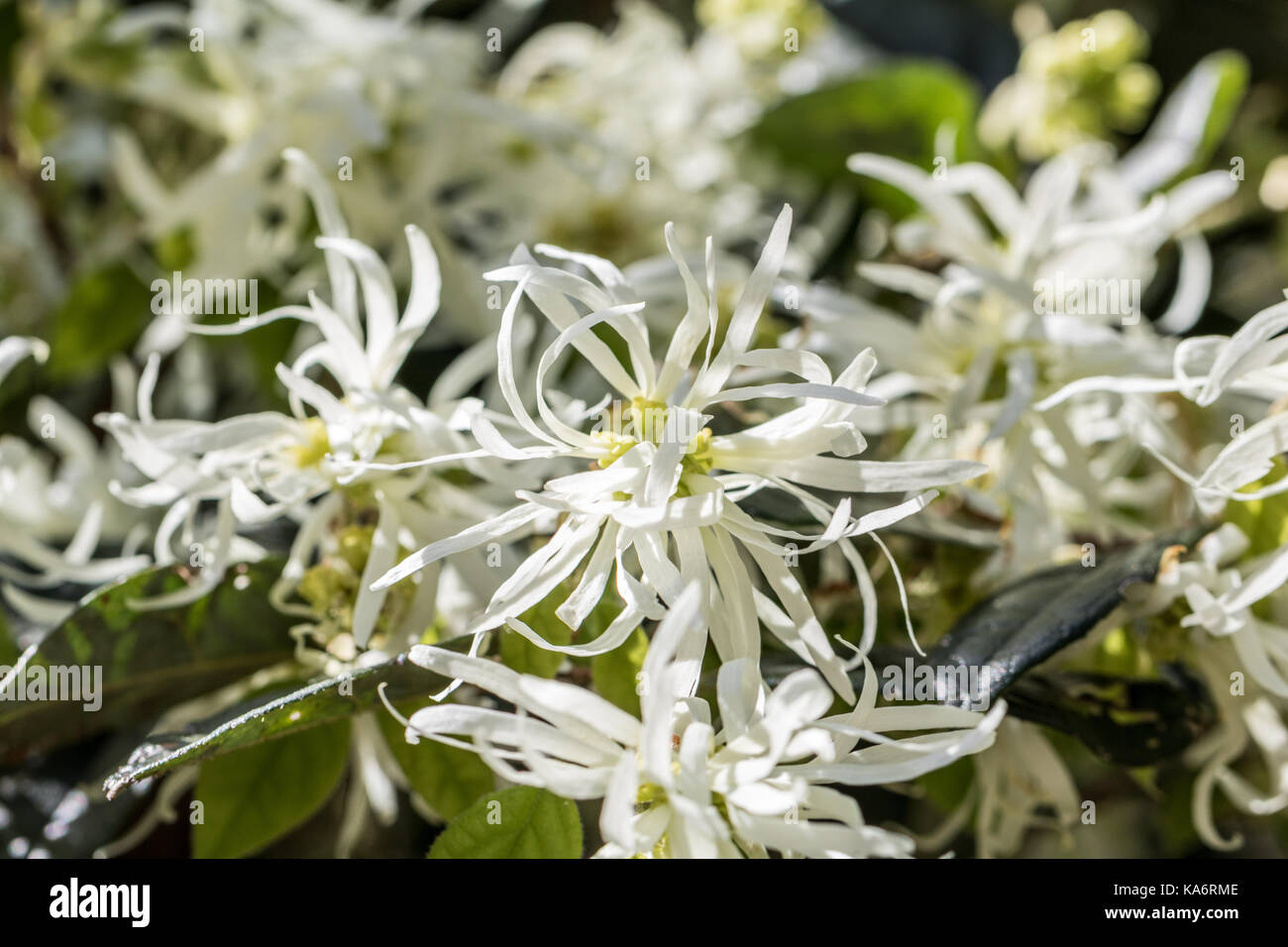White spring flowers Stock Photo - Alamy