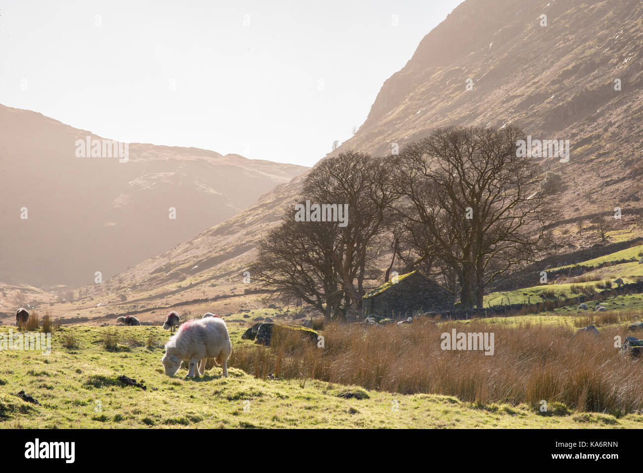 Looking up the Wythburn Valley as it heads down from Ullscarf and Steel ...