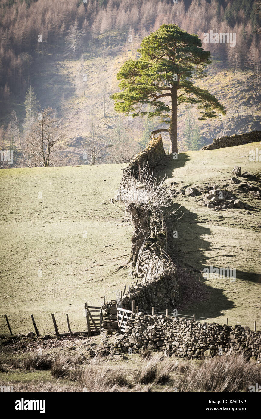 Brow ridge hi-res stock photography and images - Alamy