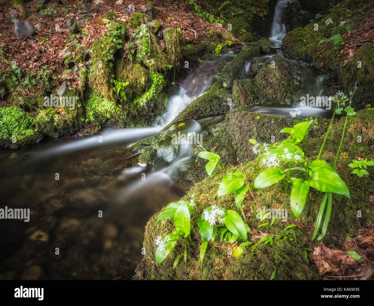 Black Beck running through Storrs, Windermere. I have never noticed ...