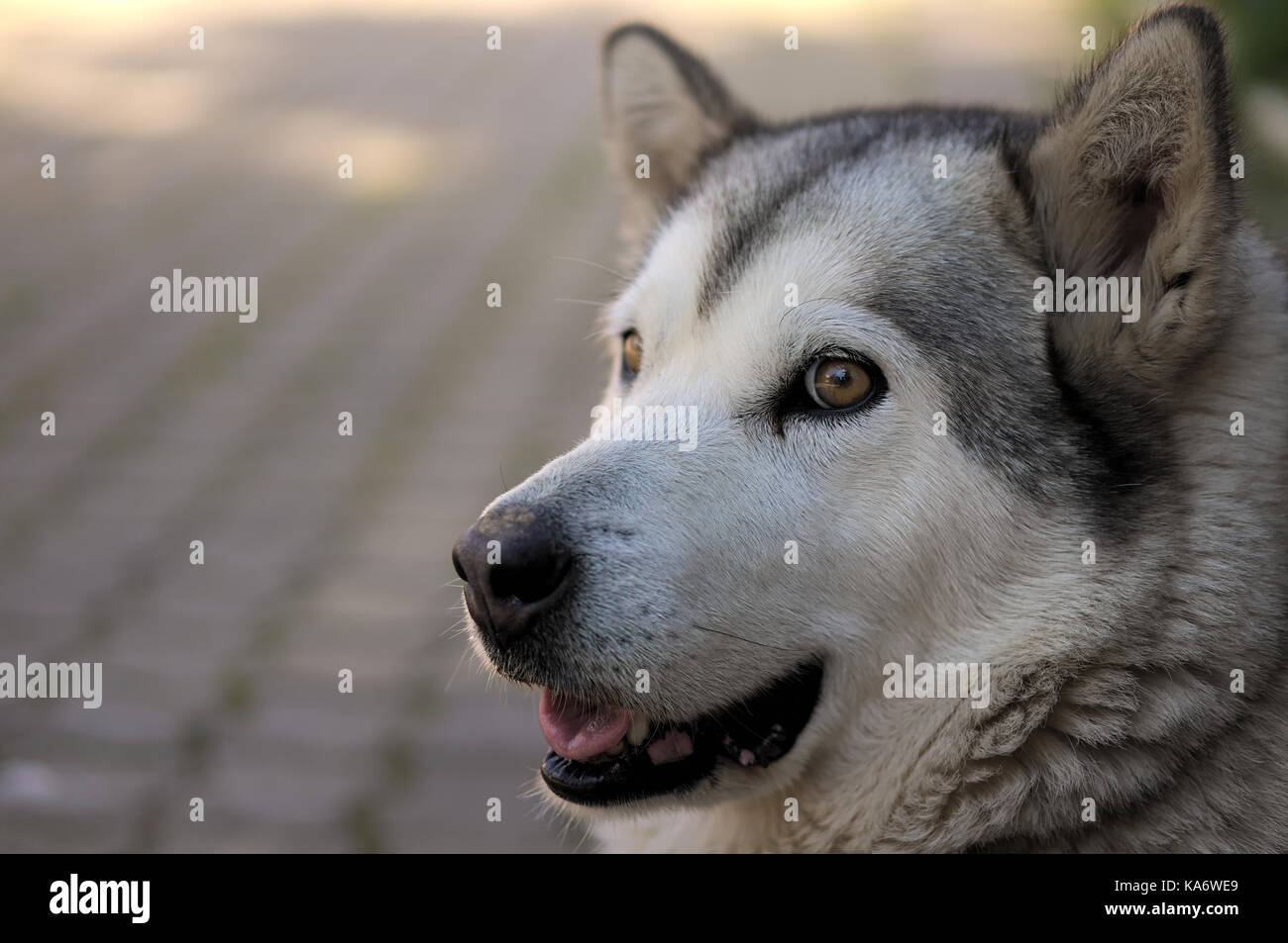 Beautiful malamute dog hi-res stock photography and images - Alamy