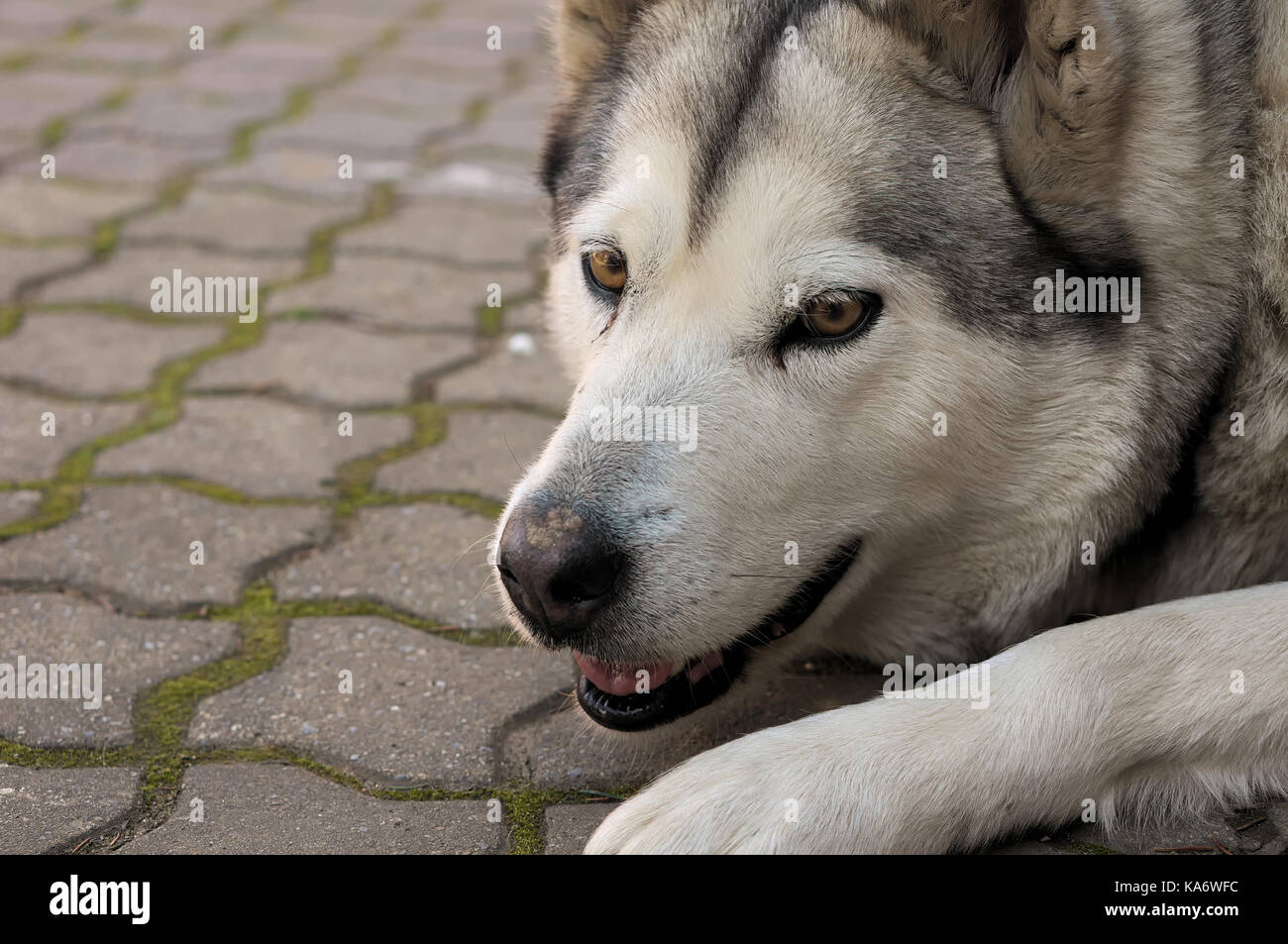 Alaskan malamute puppy snow hi-res stock photography and images - Alamy