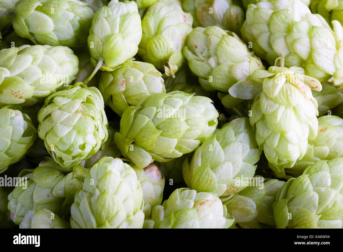 Green hops background Stock Photo - Alamy