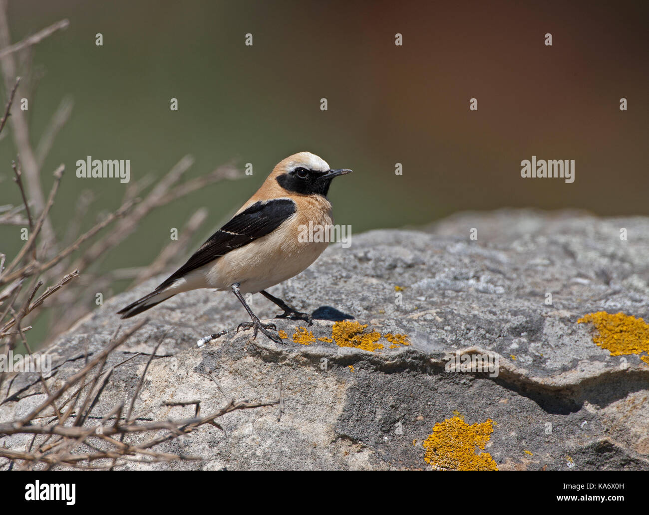 Male western black eared Wheatear oeananthe hispanica on territory in ...