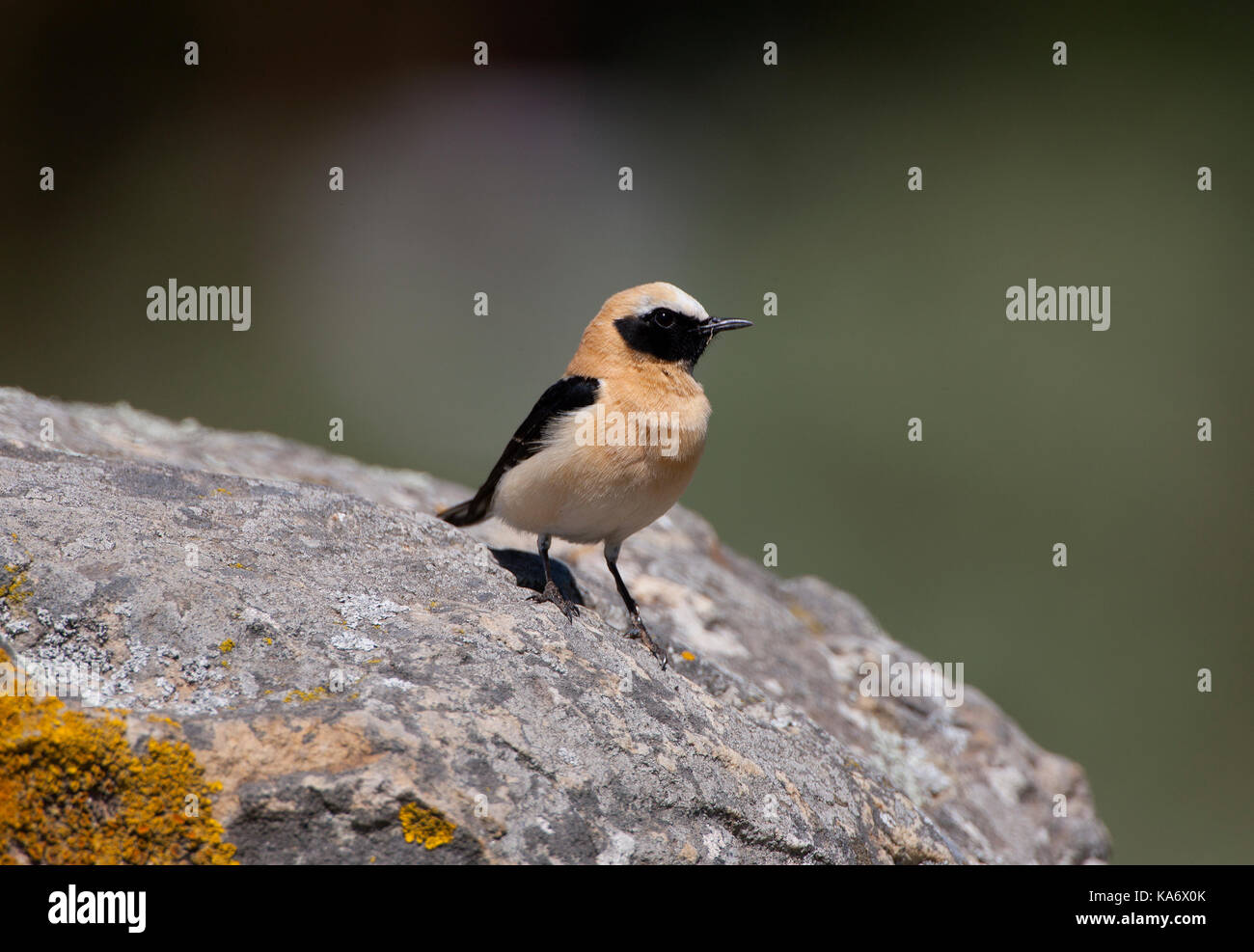 Male western black eared Wheatear oeananthe hispanica on territory in ...