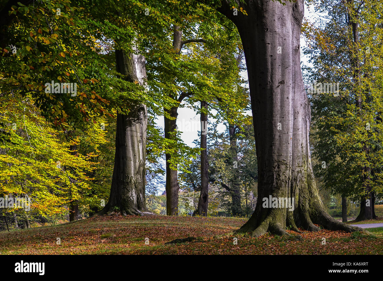 Old trees in the rays of the autumn sun Stock Photo - Alamy