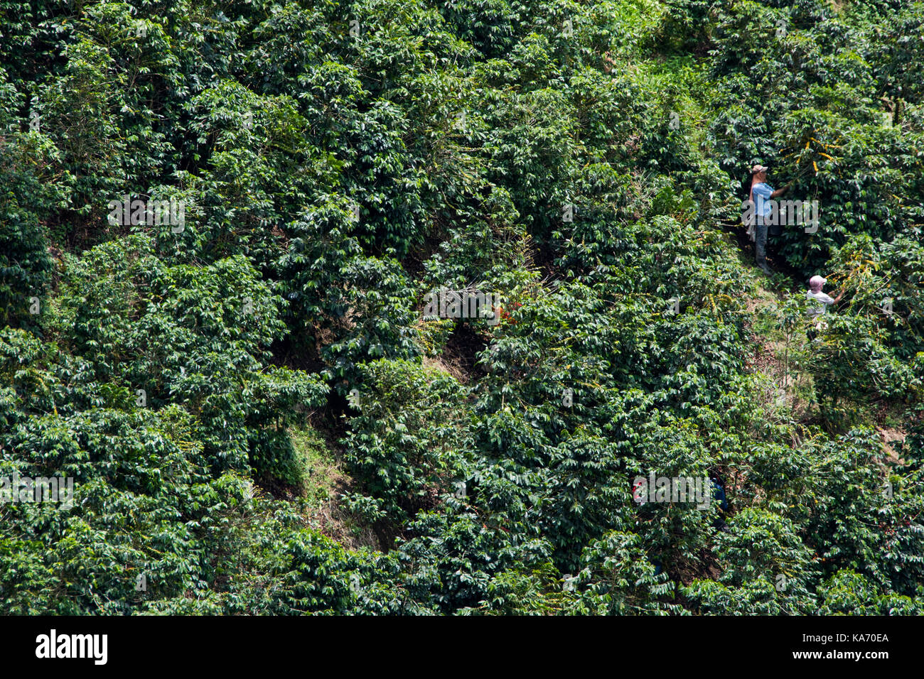 Colombian agriculture hi-res stock photography and images - Alamy