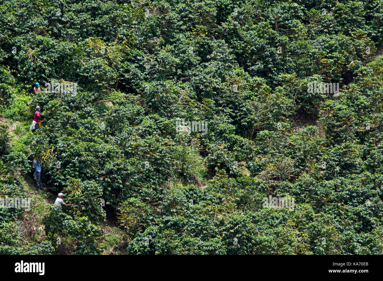 Colombian agriculture hi-res stock photography and images - Alamy