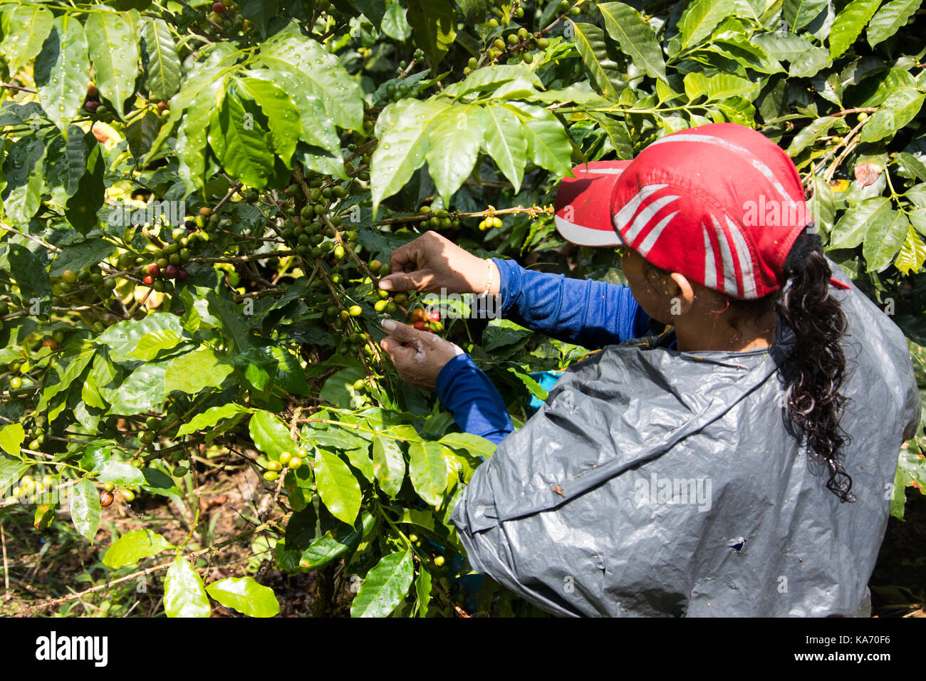 Female coffee bean picker hi-res stock photography and images - Alamy