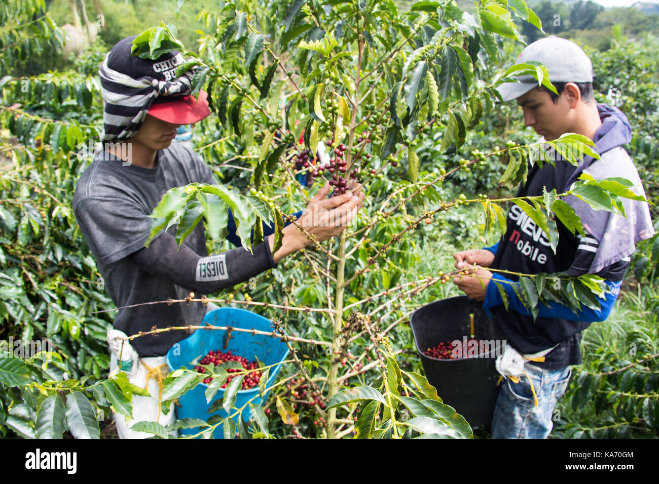 Coffee pickers or cafeteros at Hacienda Venecia Coffee Farm, Manizales ...