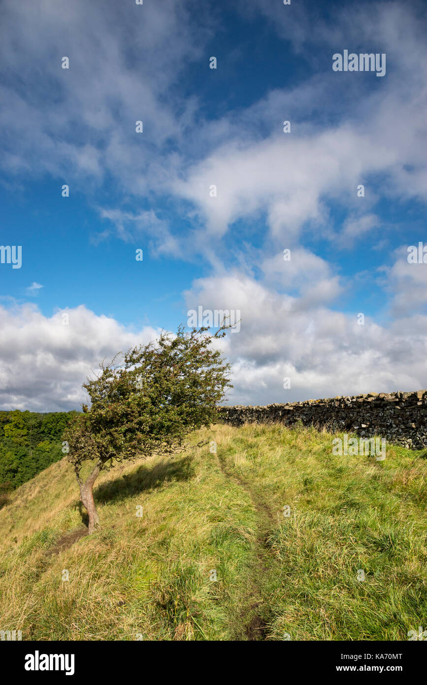 Windblown Hawthorn tree on the edge of the hill at Whitcliff Scar ...