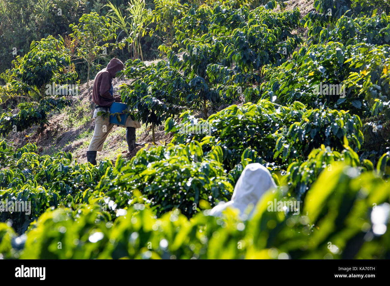 Coffee pickers or cafeteros at Hacienda Venecia Coffee Farm, Manizales ...