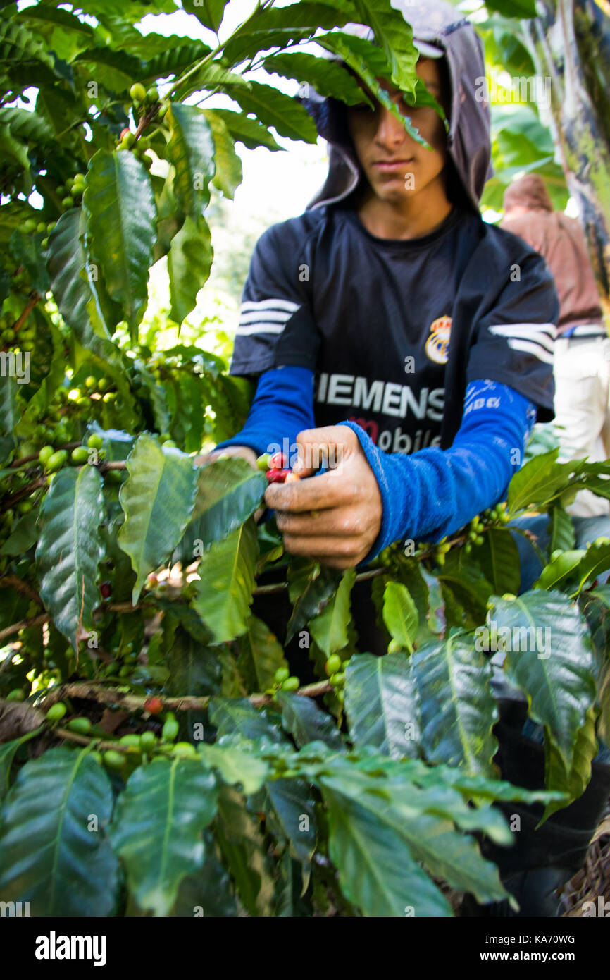 Coffee picker or cafetero at Hacienda Venecia Coffee Farm, Manizales ...