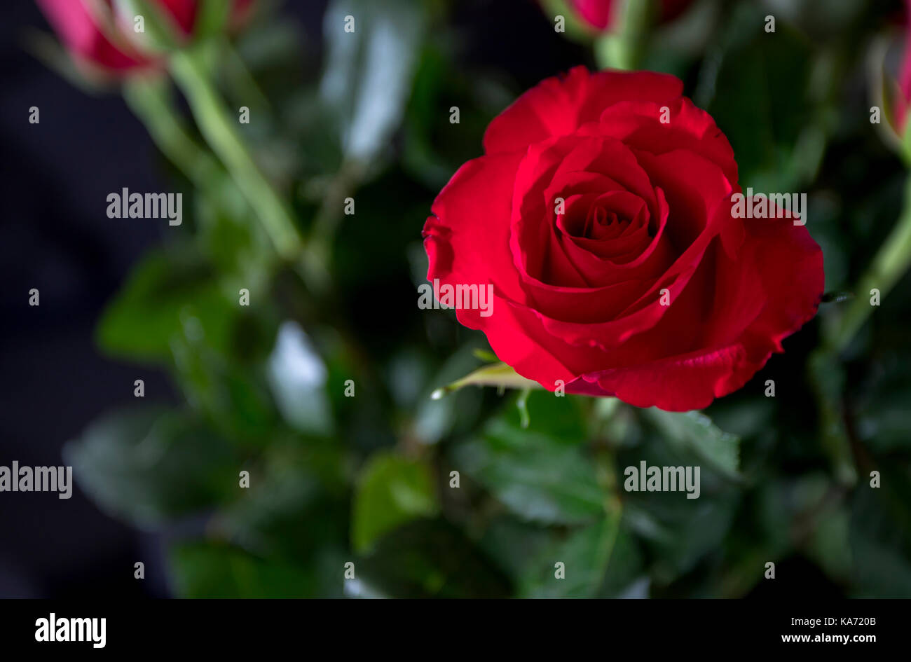 Rose natural background Stock Photo - Alamy