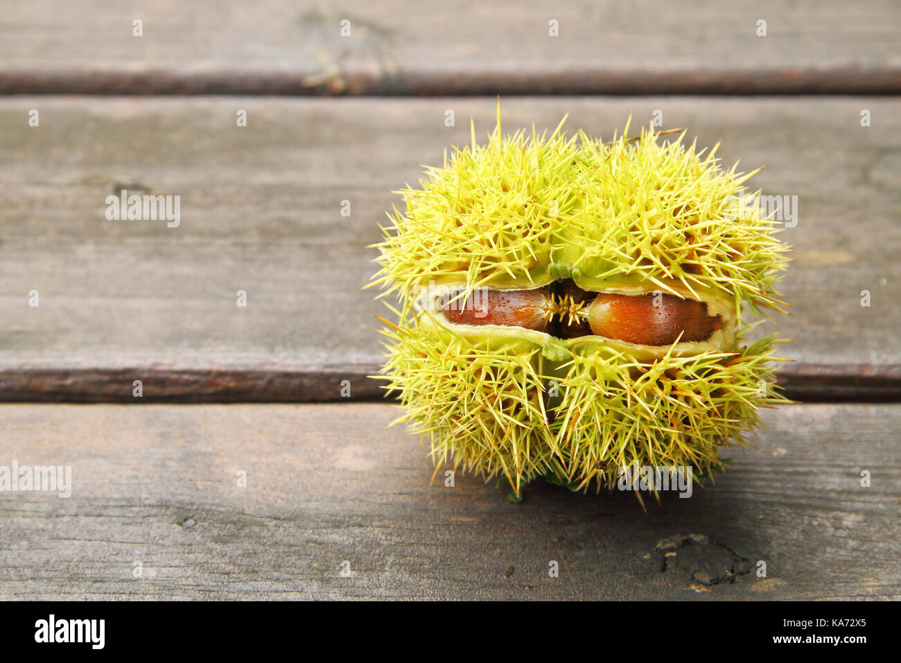 Chestnut (Castanea sativa) fruits Stock Photo - Alamy