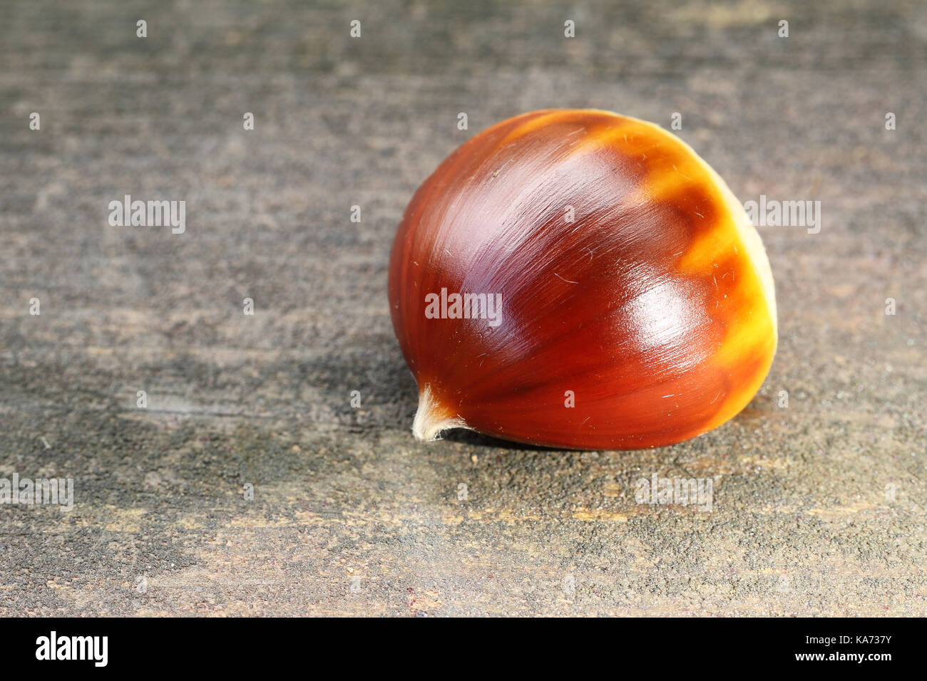 Chestnut (Castanea sativa) fruit Stock Photo - Alamy