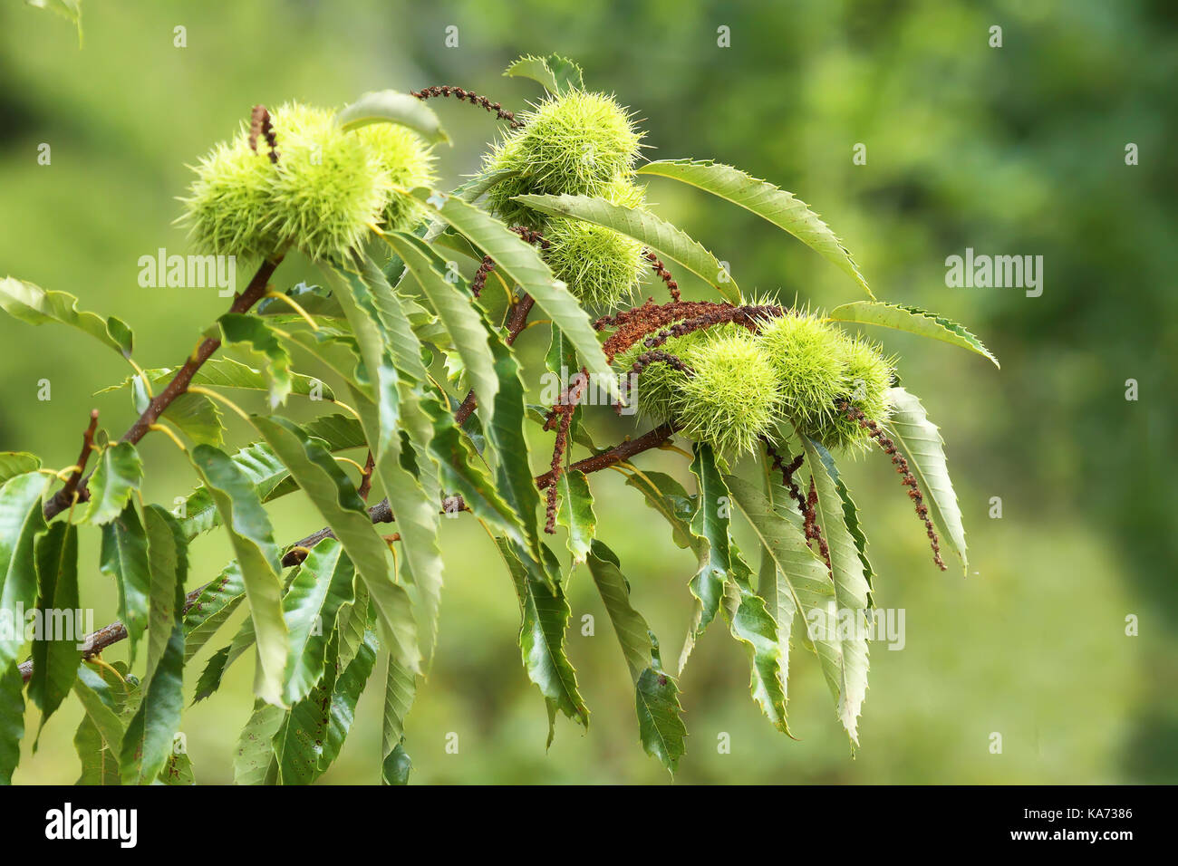 Chestnut (Castanea sativa) fruit Stock Photo - Alamy