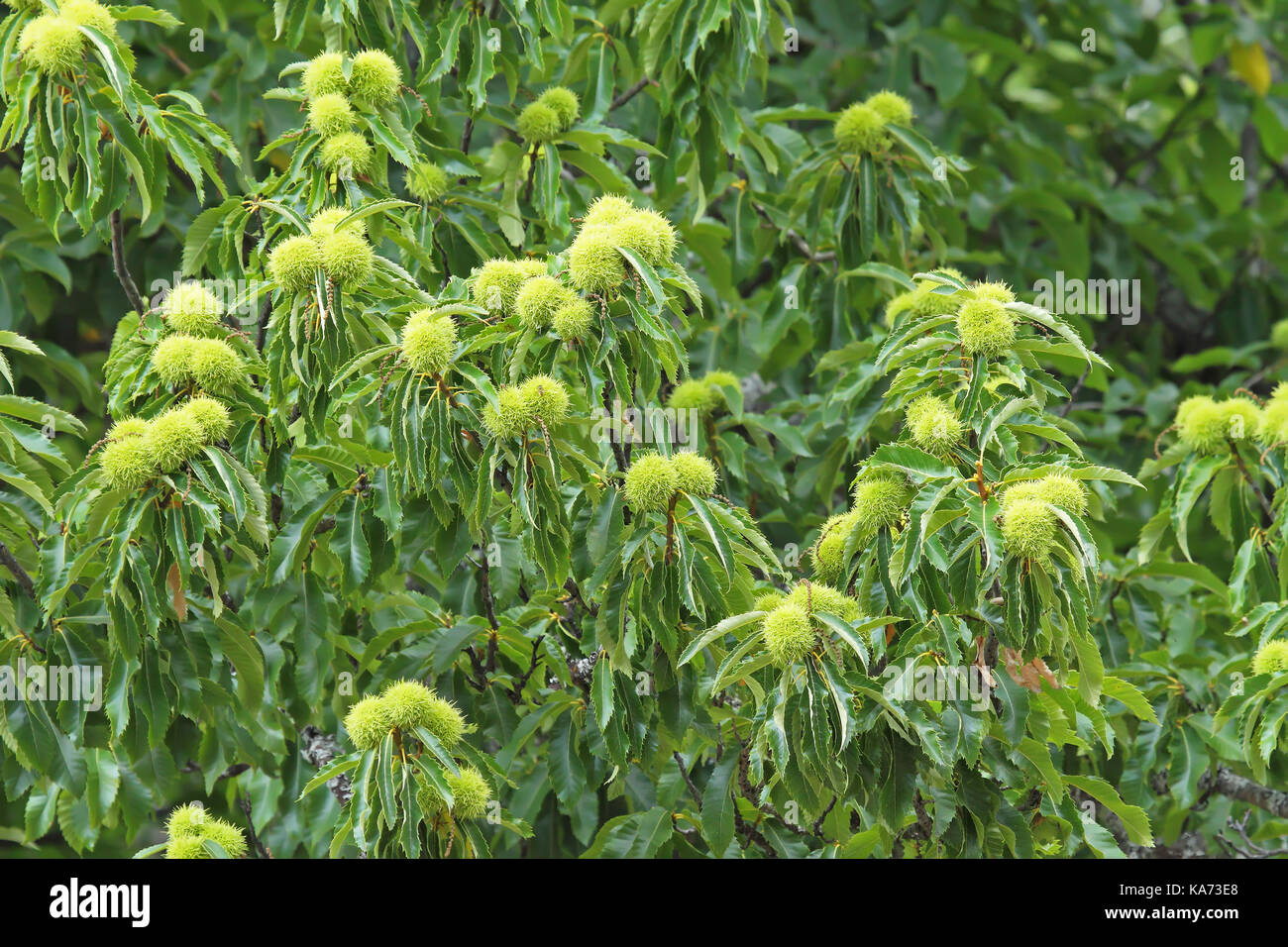 Chestnut (Castanea sativa) fruits Stock Photo - Alamy