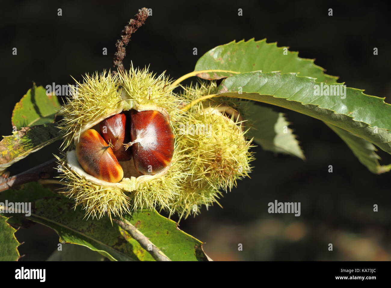 Maroon fruit hi-res stock photography and images - Alamy