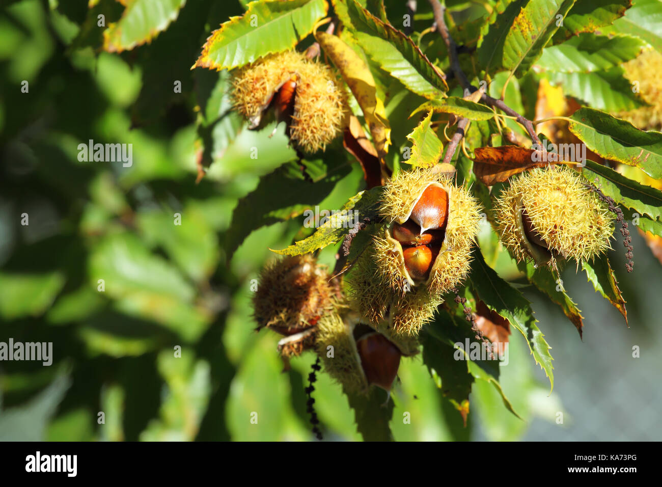 Chestnut (Castanea sativa) fruit in a branch Stock Photo - Alamy
