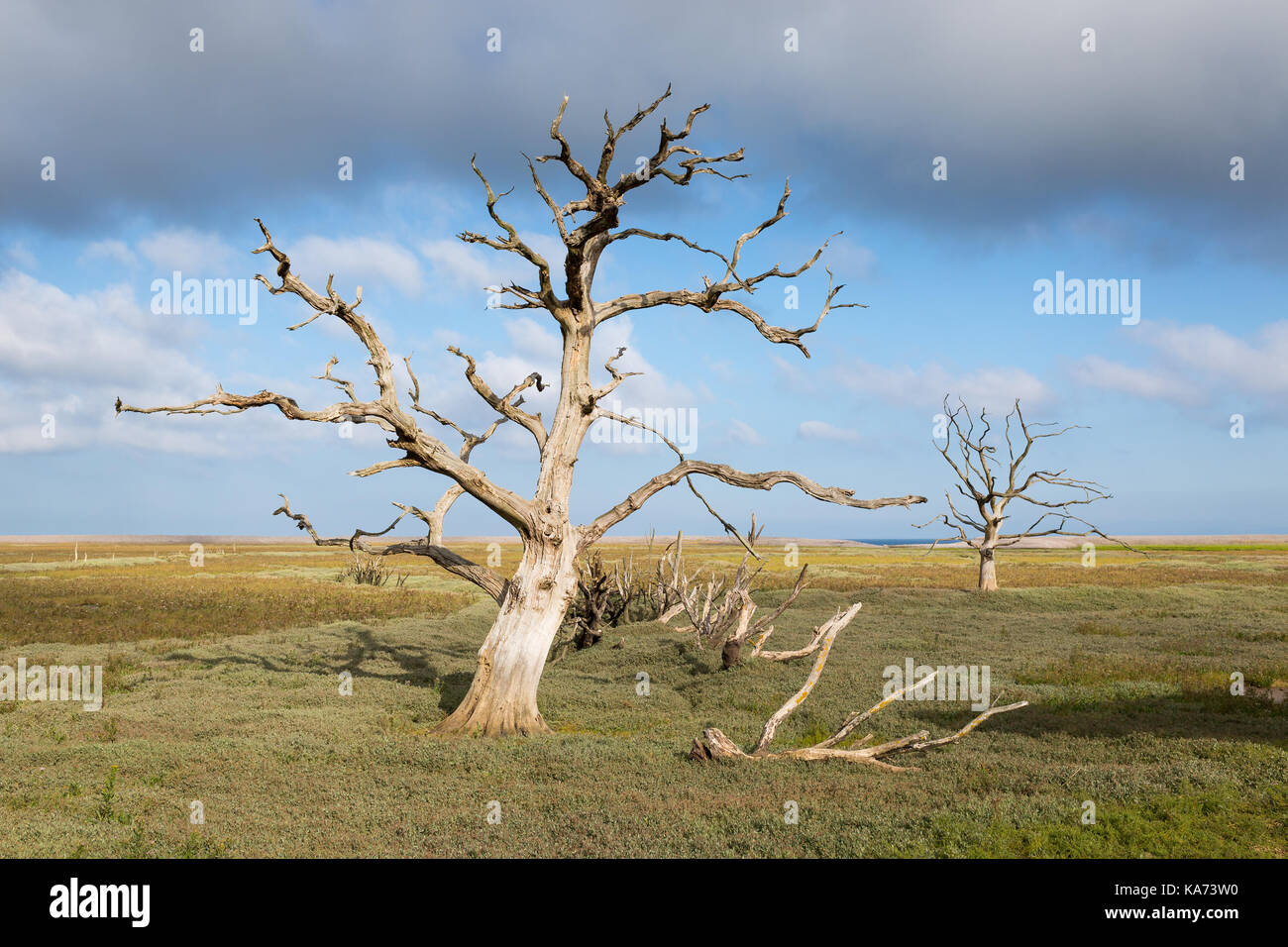 Dead forest marsh coast hi-res stock photography and images - Alamy