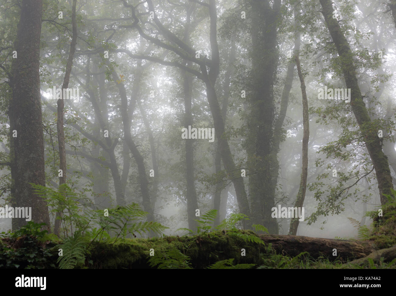 Oak trees standing tall above Venford Falls in Dartmoor National Park ...