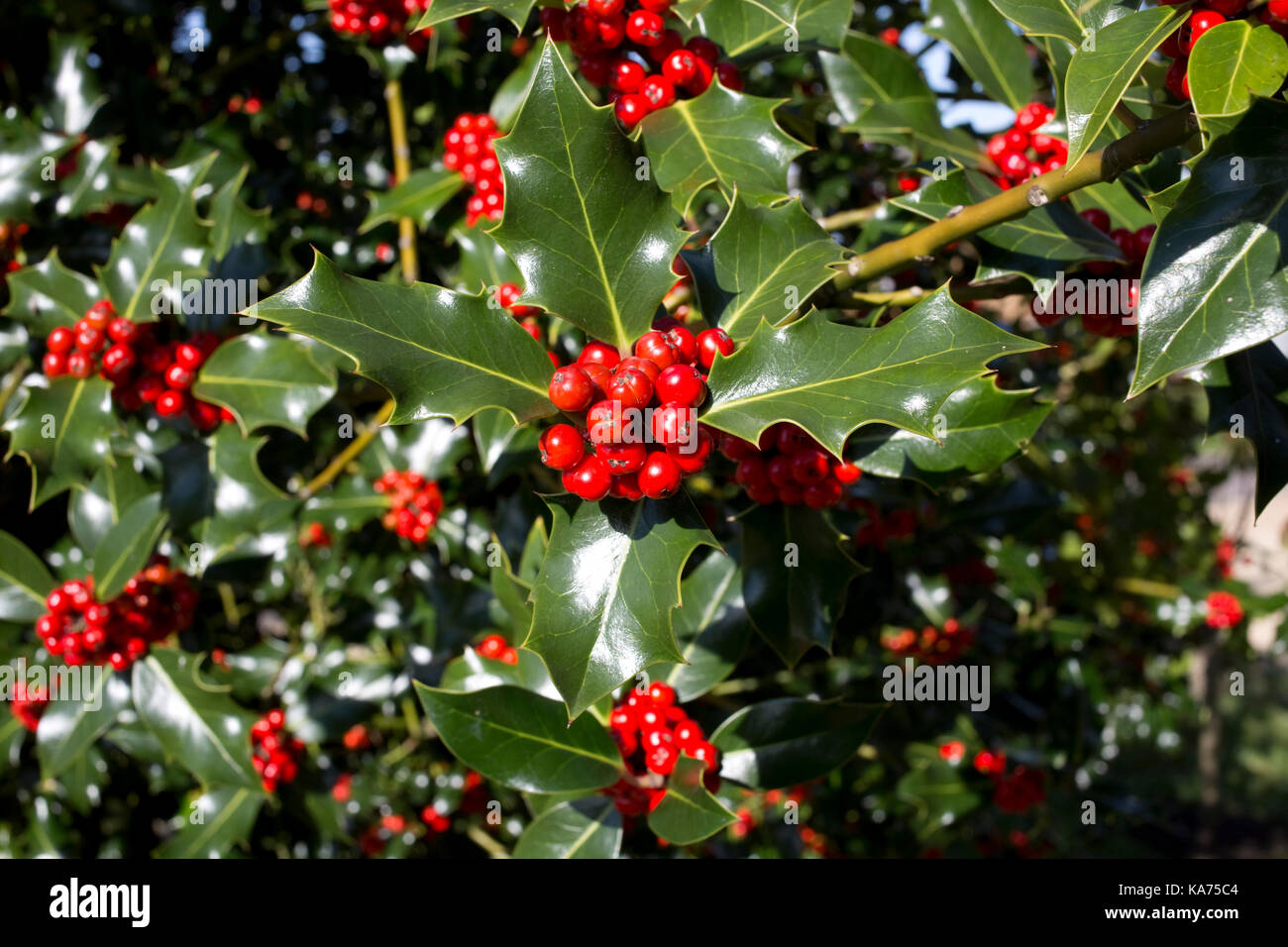 Bright red holly berries hi-res stock photography and images - Alamy