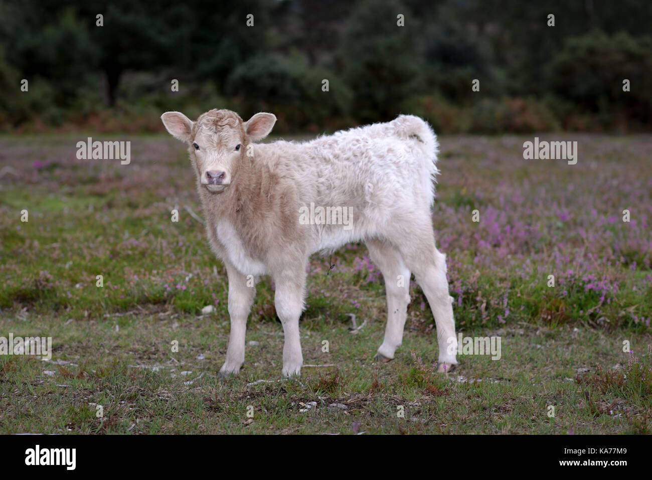 Cute young fawn calf standing in purple heather on the New Forest ...
