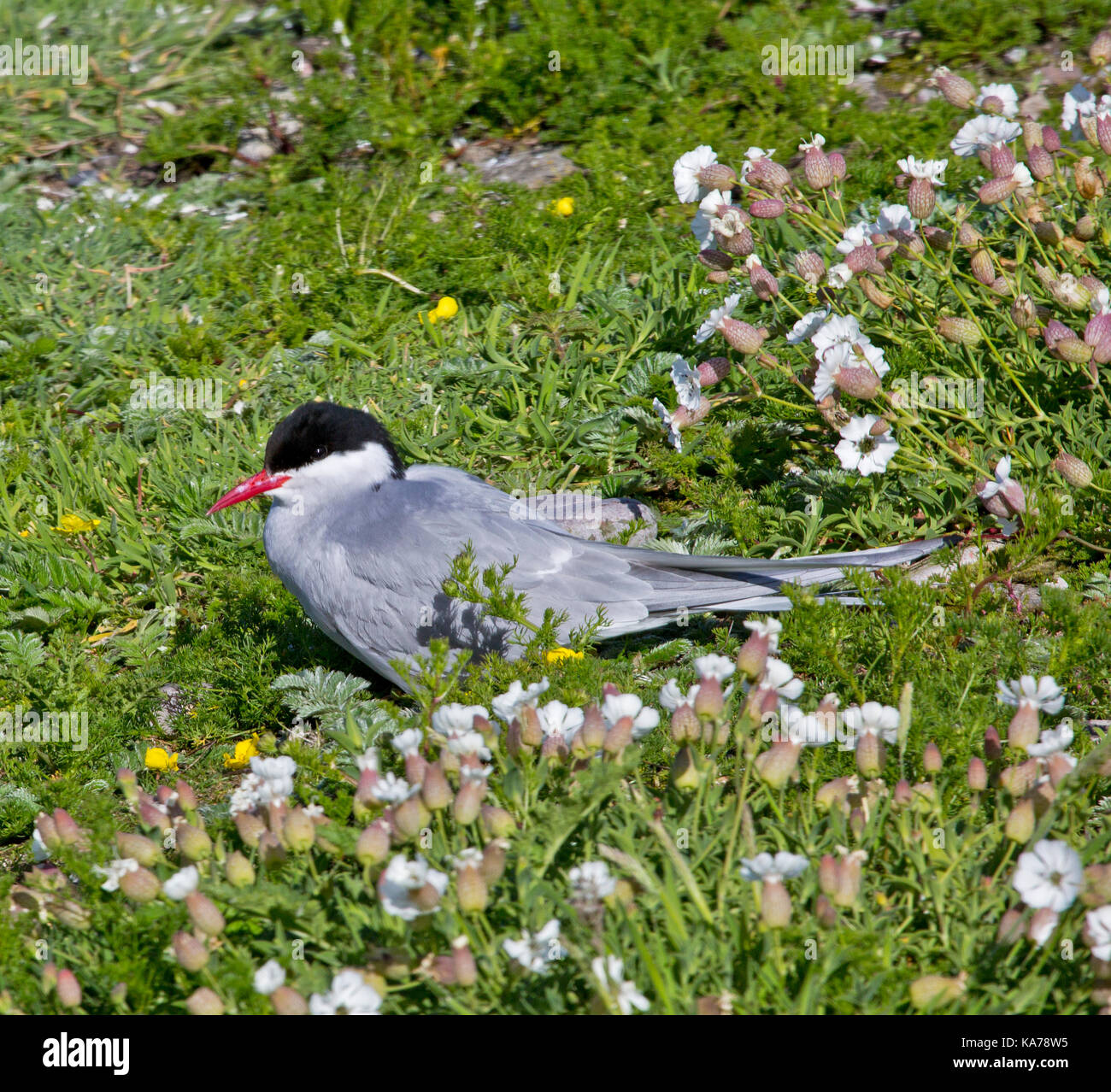 Arctictern nesting hi-res stock photography and images - Alamy
