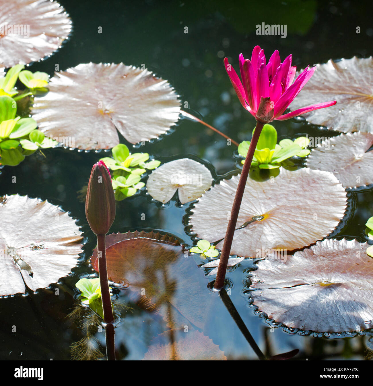 water lily, Edinburgh botanical gardens Stock Photo - Alamy
