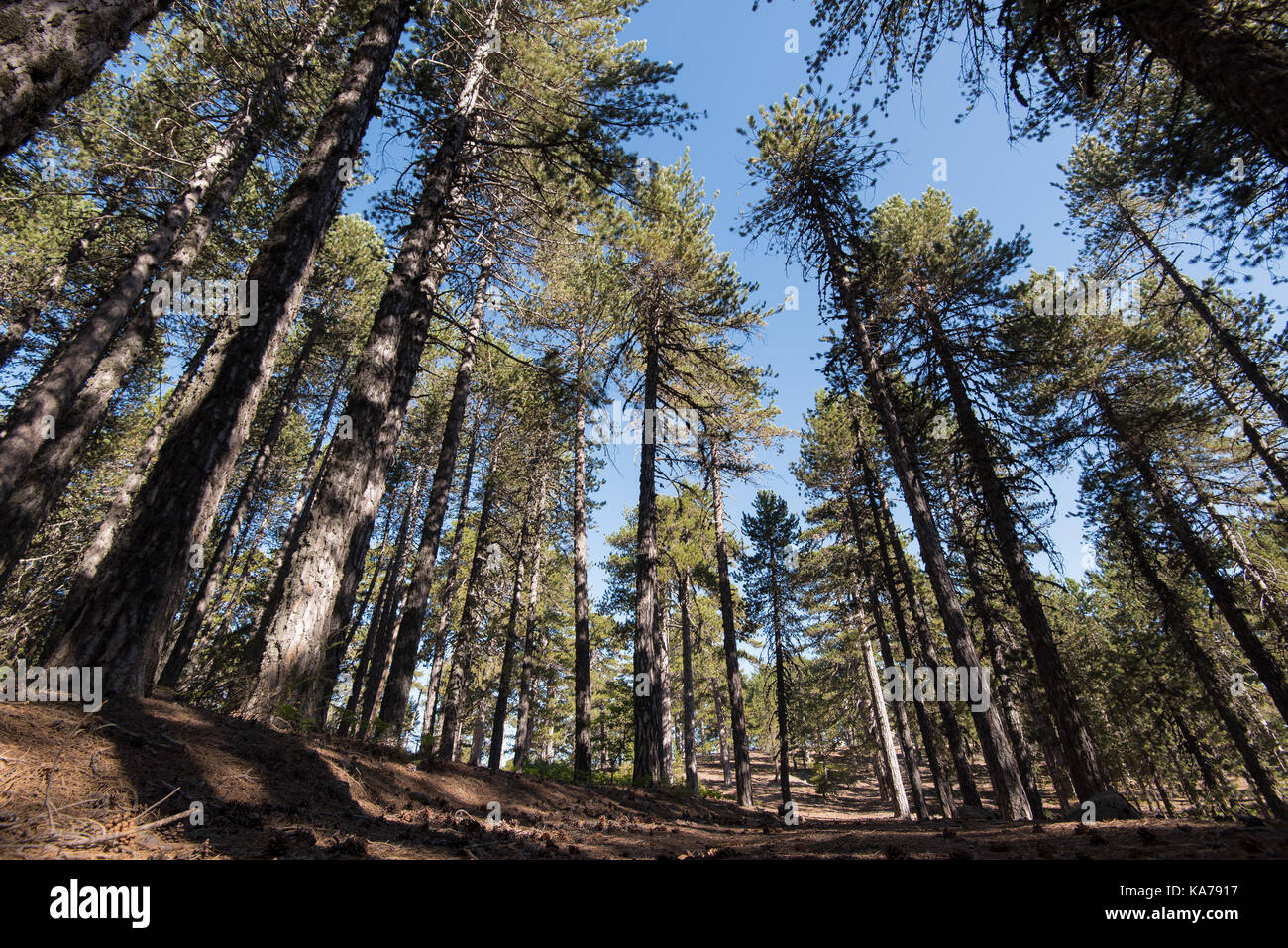 Forest pine tall trees treetops late in the afternoon and clear blue ...