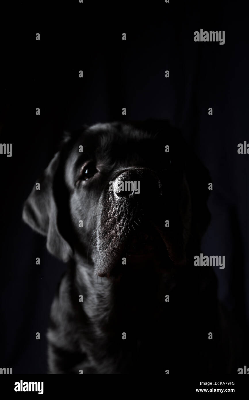 Closeup Portrait of Labrador Dog Stock Photo - Alamy