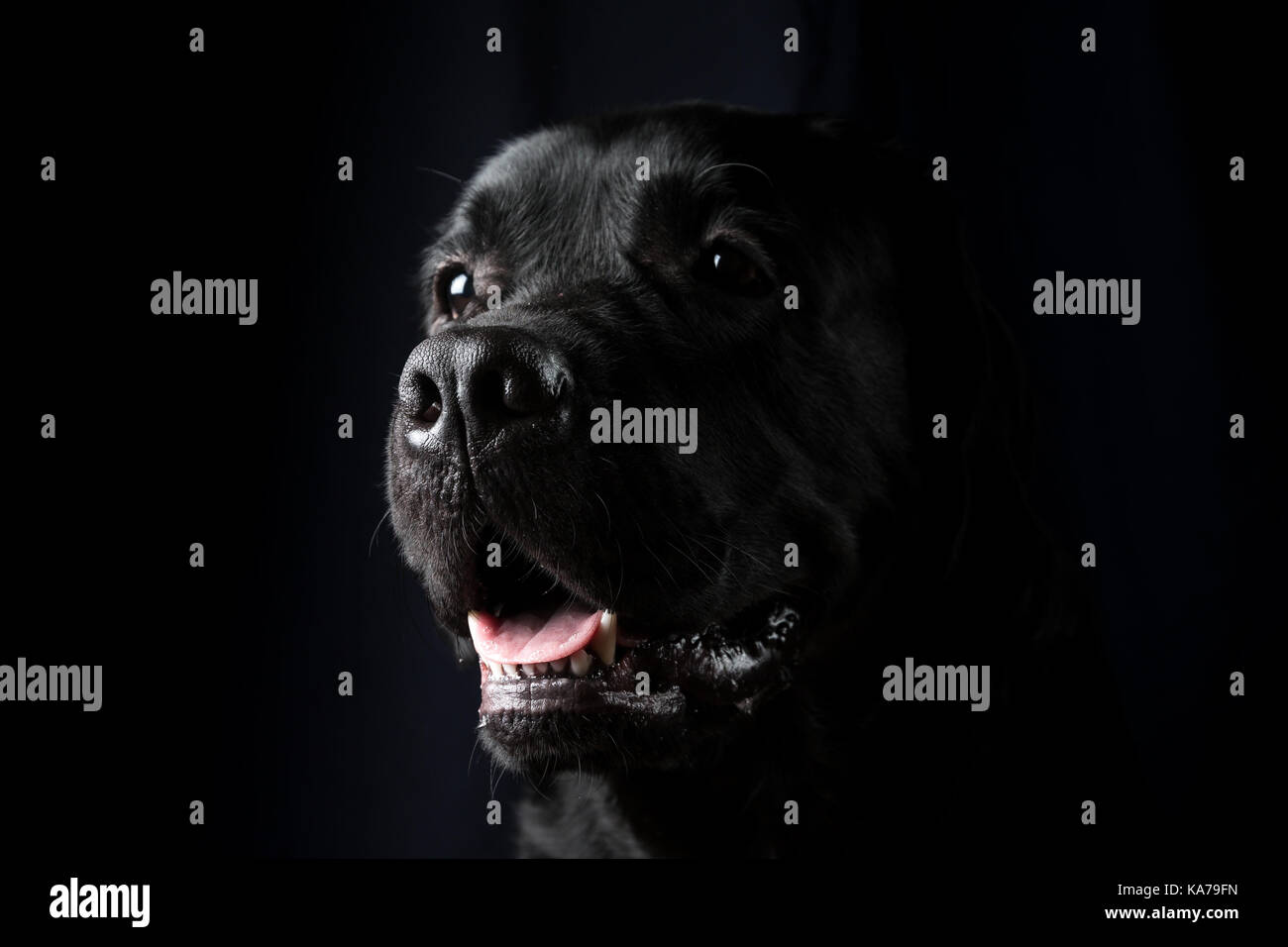 Closeup Portrait of Labrador Dog Stock Photo - Alamy