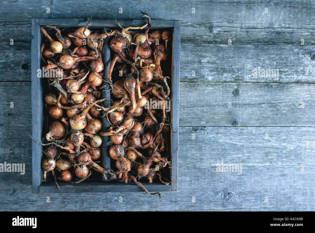 Fresh harvest of onions in box on wooden background with copy space in ...