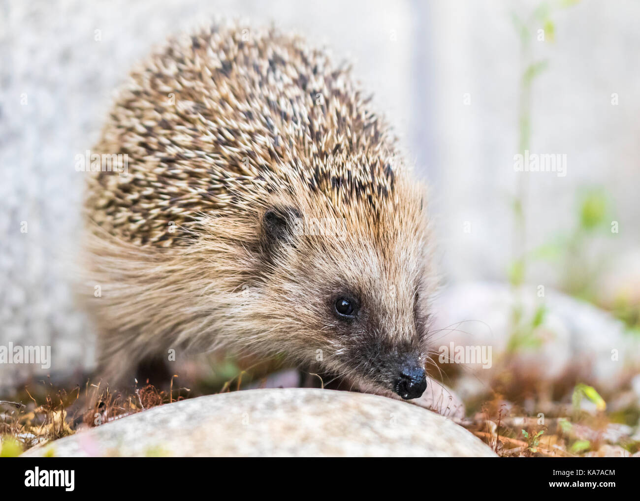 Erinaceus europaeis hi-res stock photography and images - Alamy