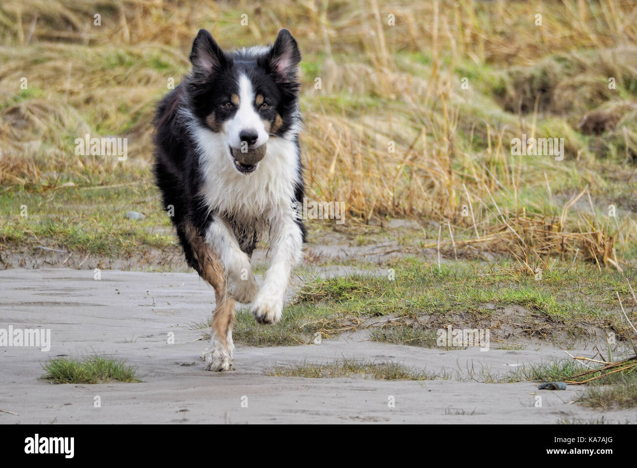Playing fetch on the beach Stock Photo - Alamy