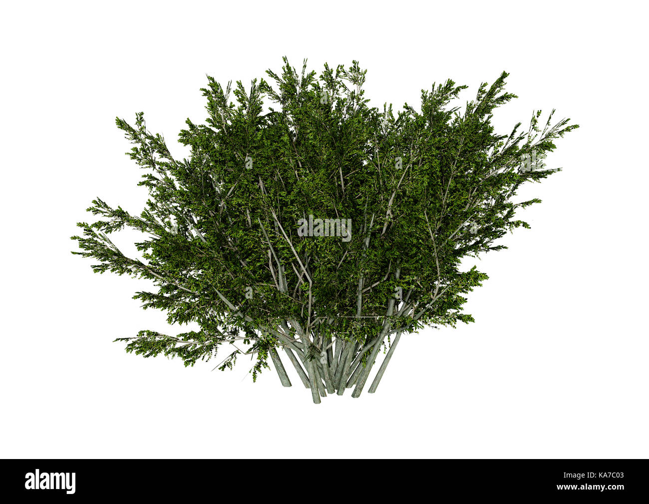 3D rendering of a creosote bush or Larrea tridentata or greasewood or ...