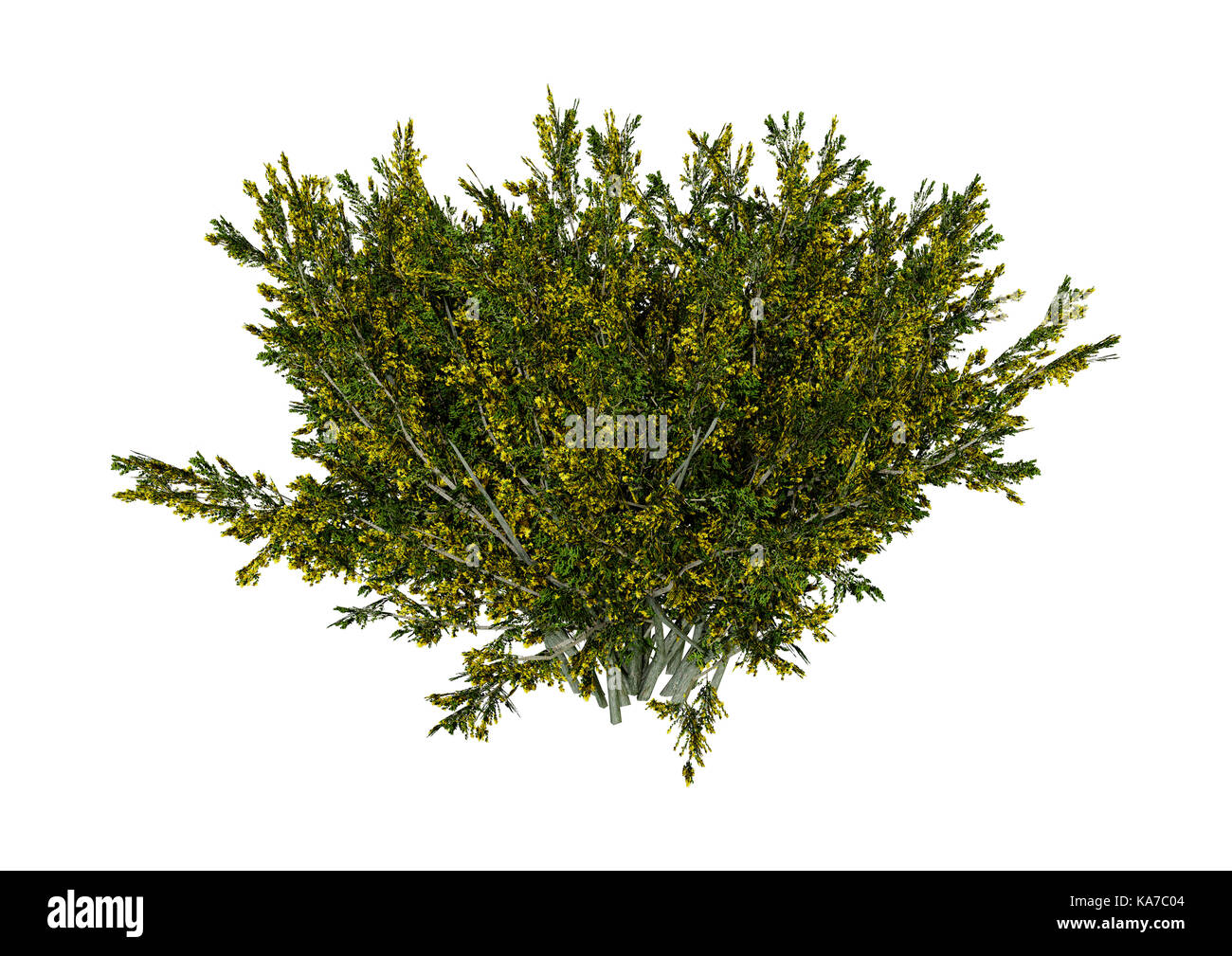 3D rendering of a creosote bush or Larrea tridentata or greasewood or ...