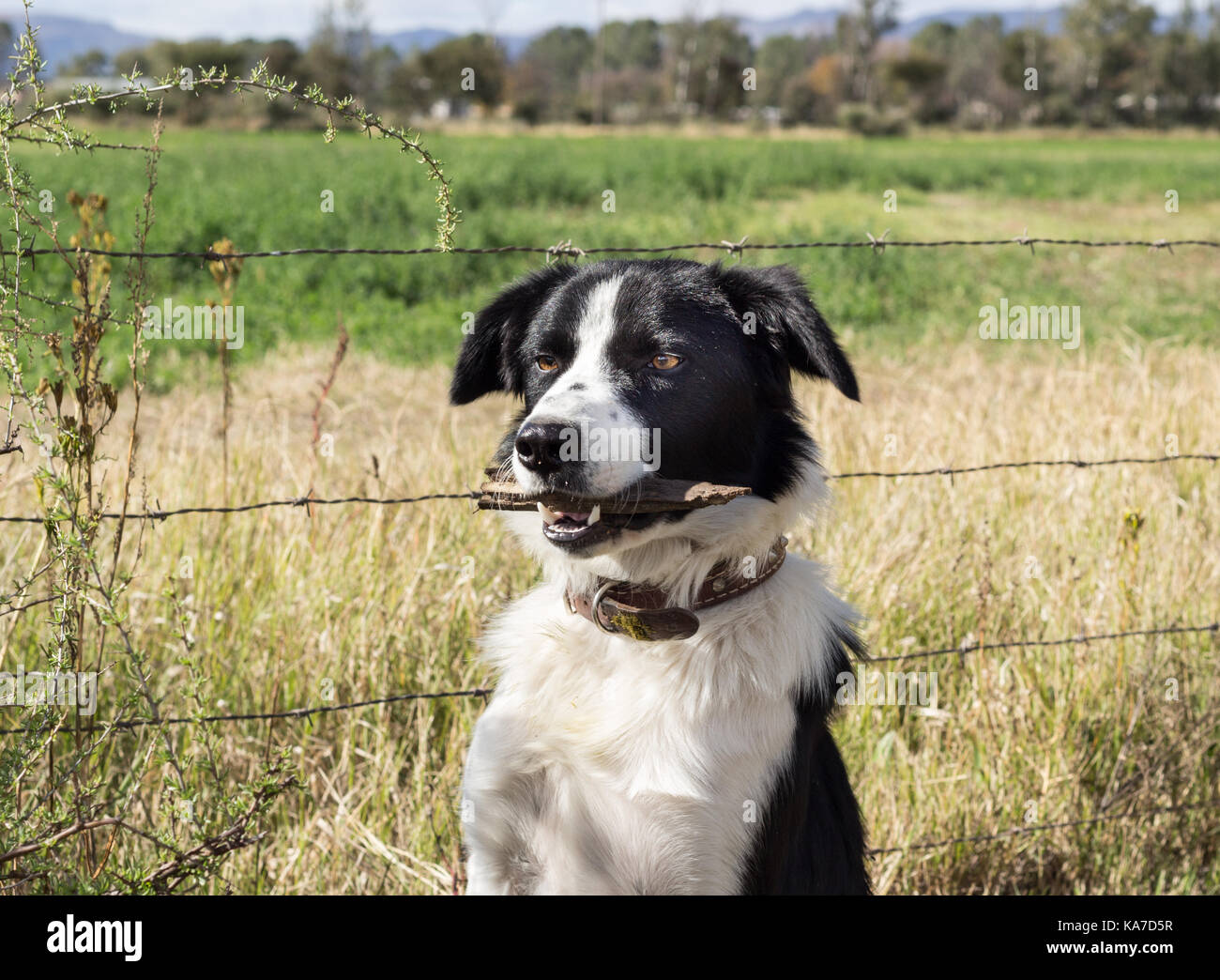 Collie on farm hi-res stock photography and images - Alamy