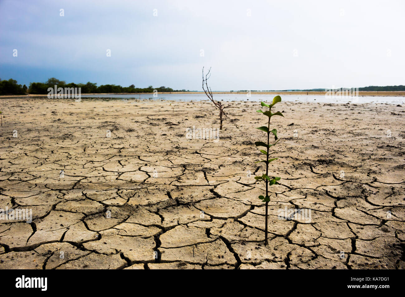 Barren ground hi-res stock photography and images - Alamy