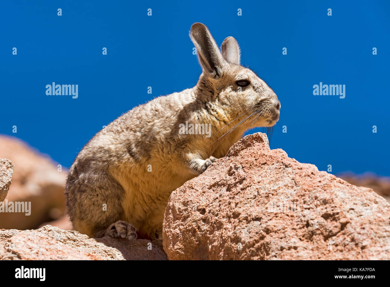 Southern viscacha lagidium viscacia hi-res stock photography and images ...