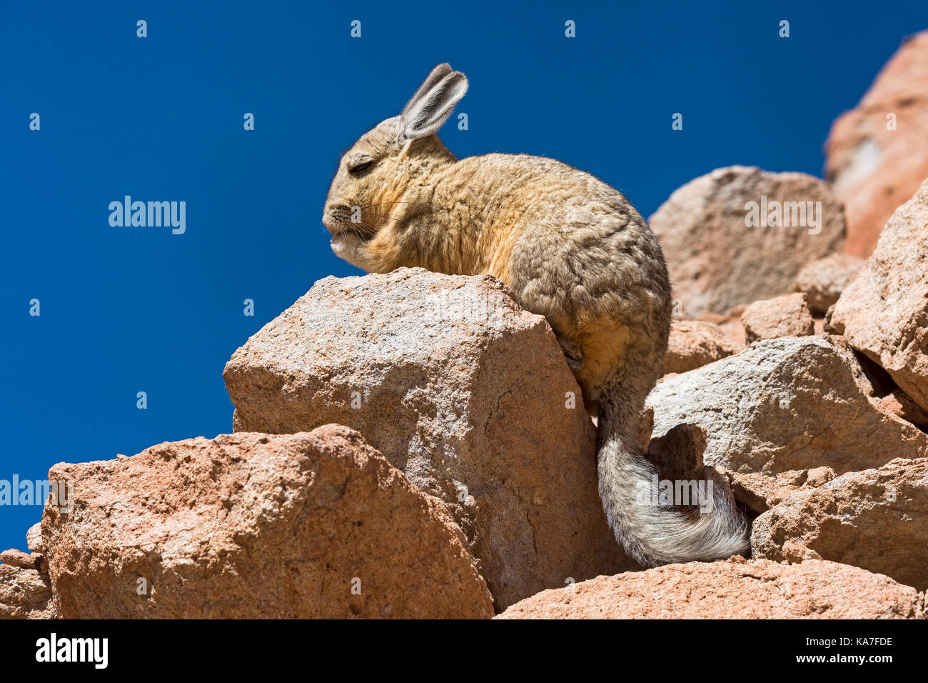 Southern Viscacha (Lagidium viscacia) sits on rock, Altiplano, Andes ...