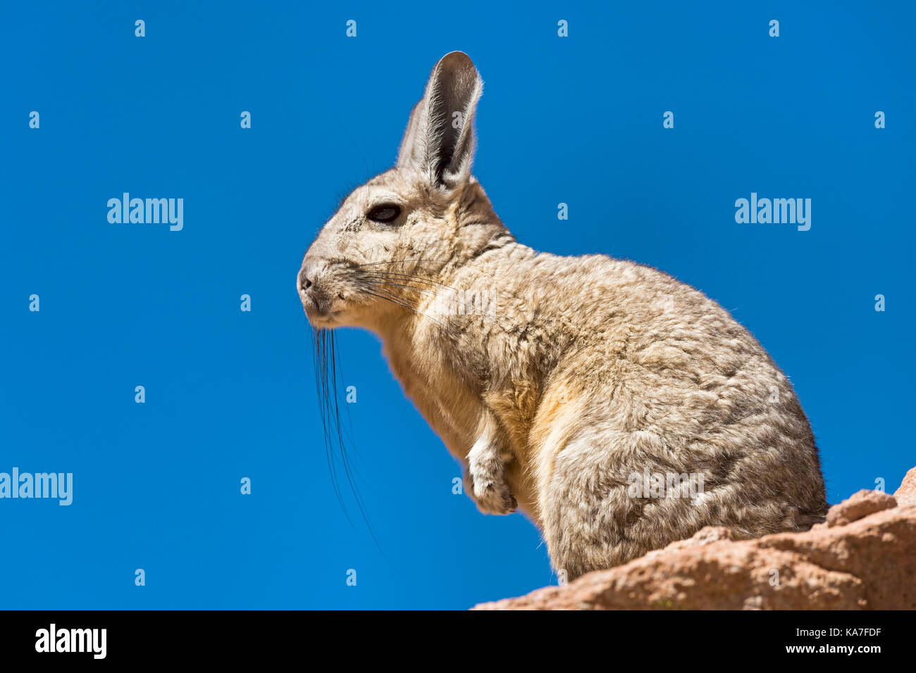 Chinchilla on rock hi-res stock photography and images - Alamy