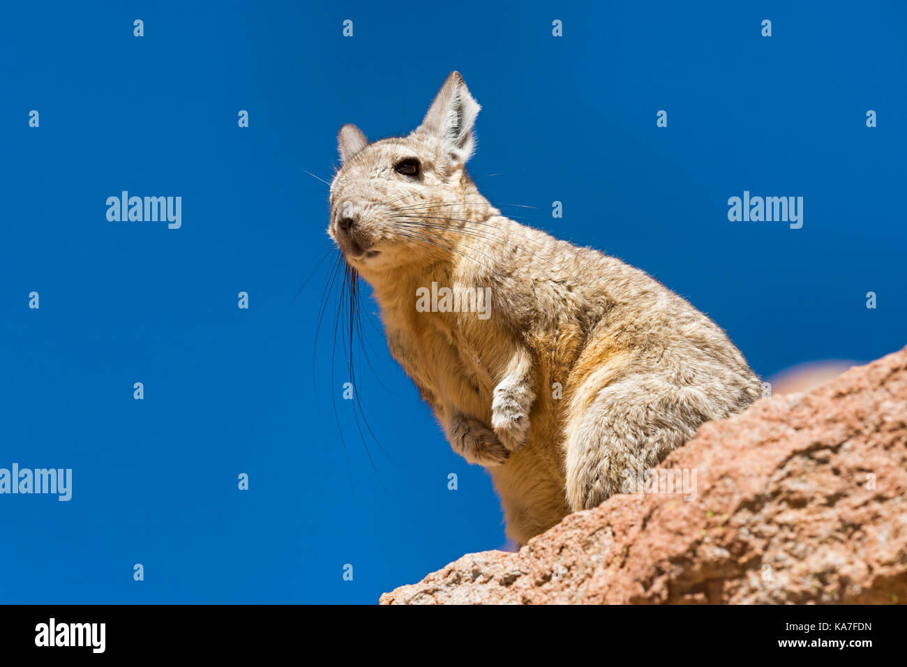 Southern Viscacha (Lagidium viscacia) sits on rock, Altiplano, Andes ...