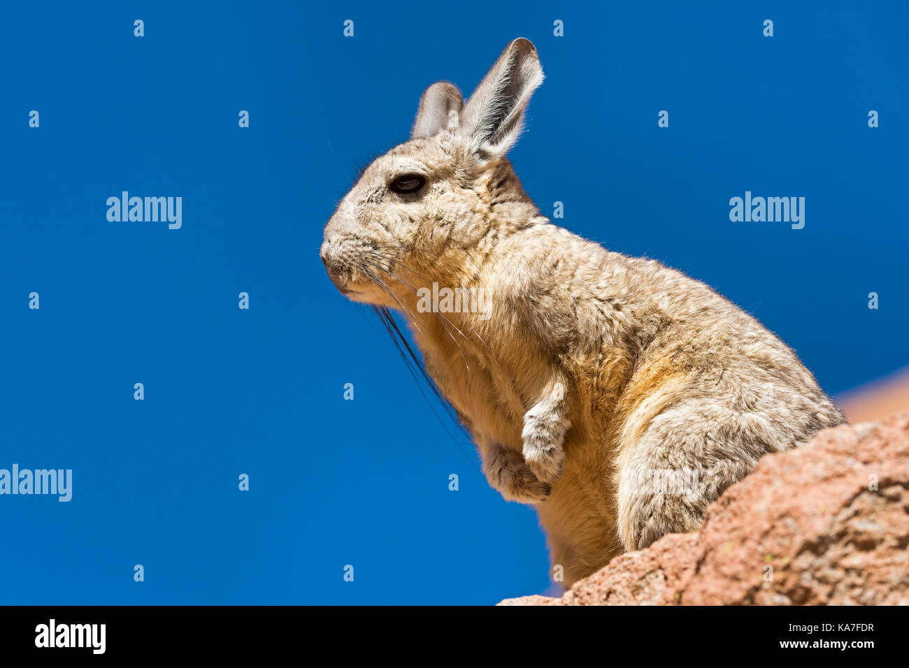 Southern Viscacha (Lagidium viscacia) sits on rock, Altiplano, Andes ...