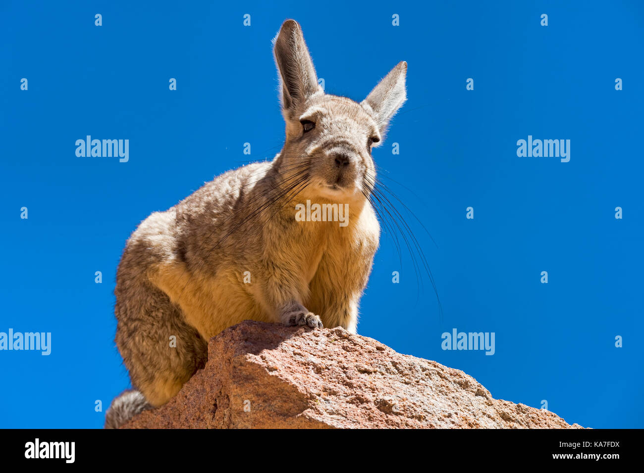 Viscacia hi-res stock photography and images - Alamy