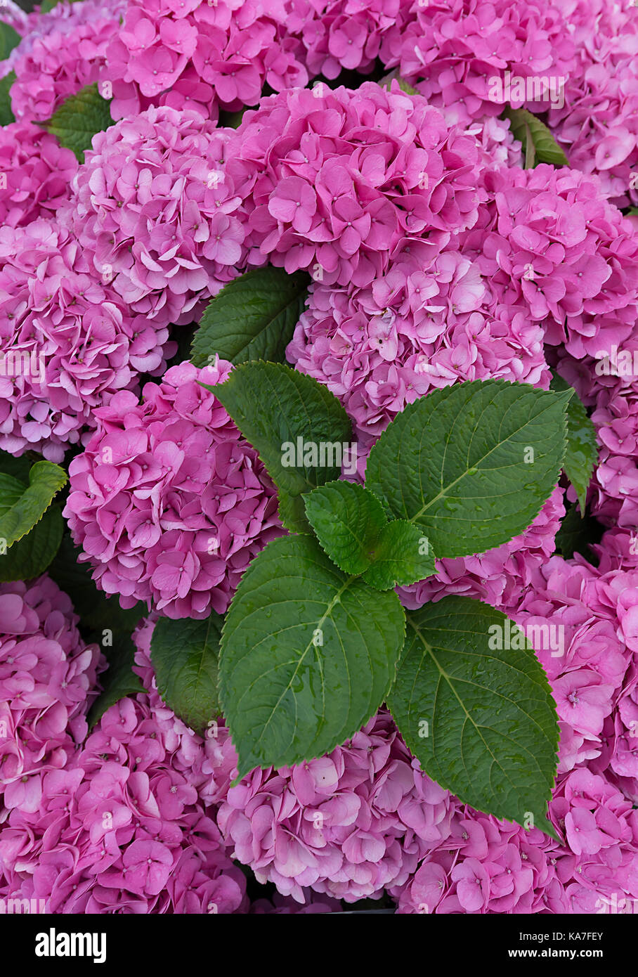 Pink flowering Bigleaf Hydrangea (Hydrangea macrophylla), Schleswig ...