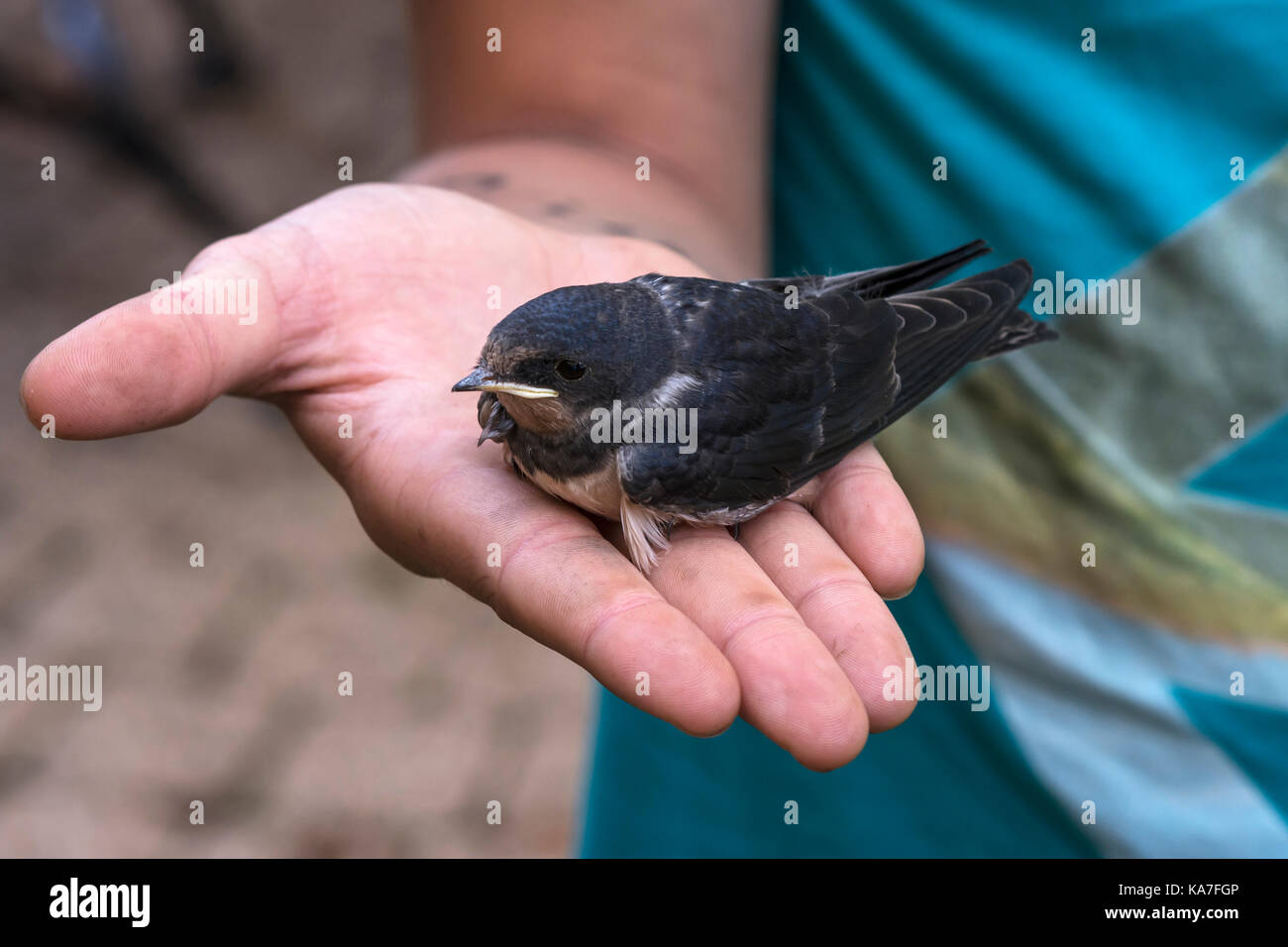 Young Common house martin (Delichon urbicum) is sitting on the hand ...