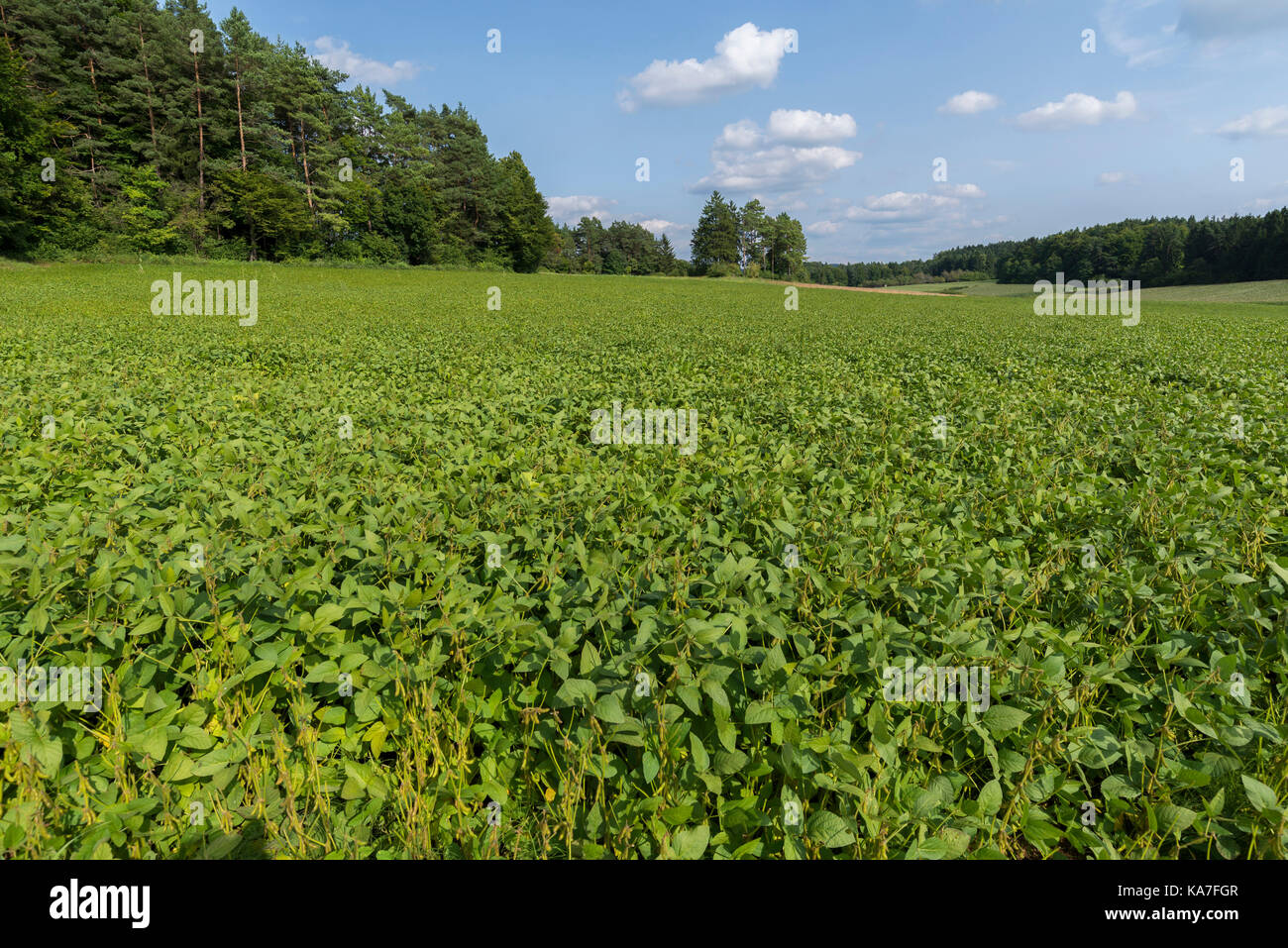 Agriculture field faba bean hi-res stock photography and images - Alamy